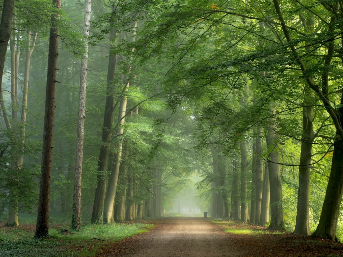 Spending time in the woods: trees in photography - Act of Traveling